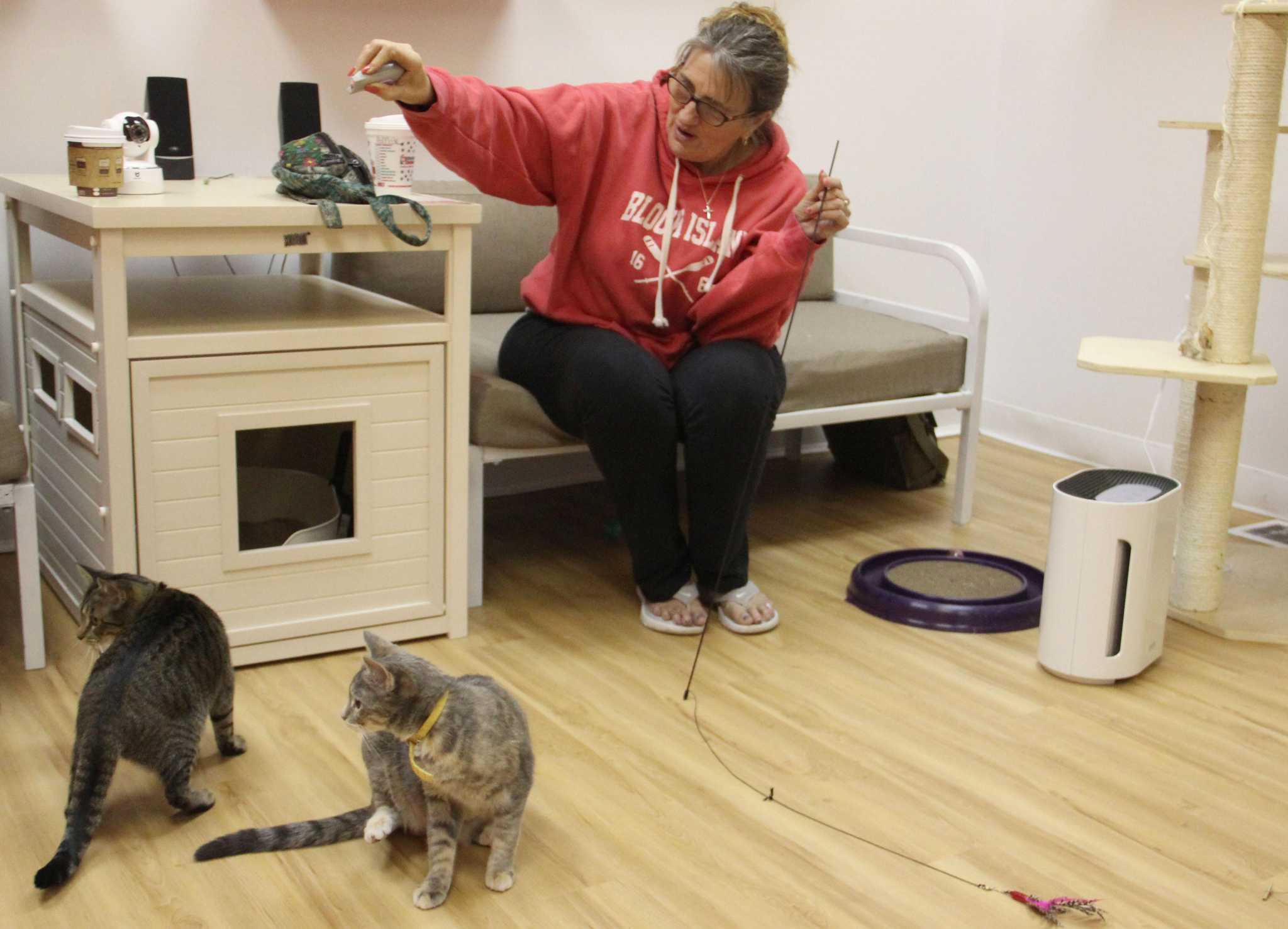 Cat cafe opens in New Haven’s Westville neighbhorhood