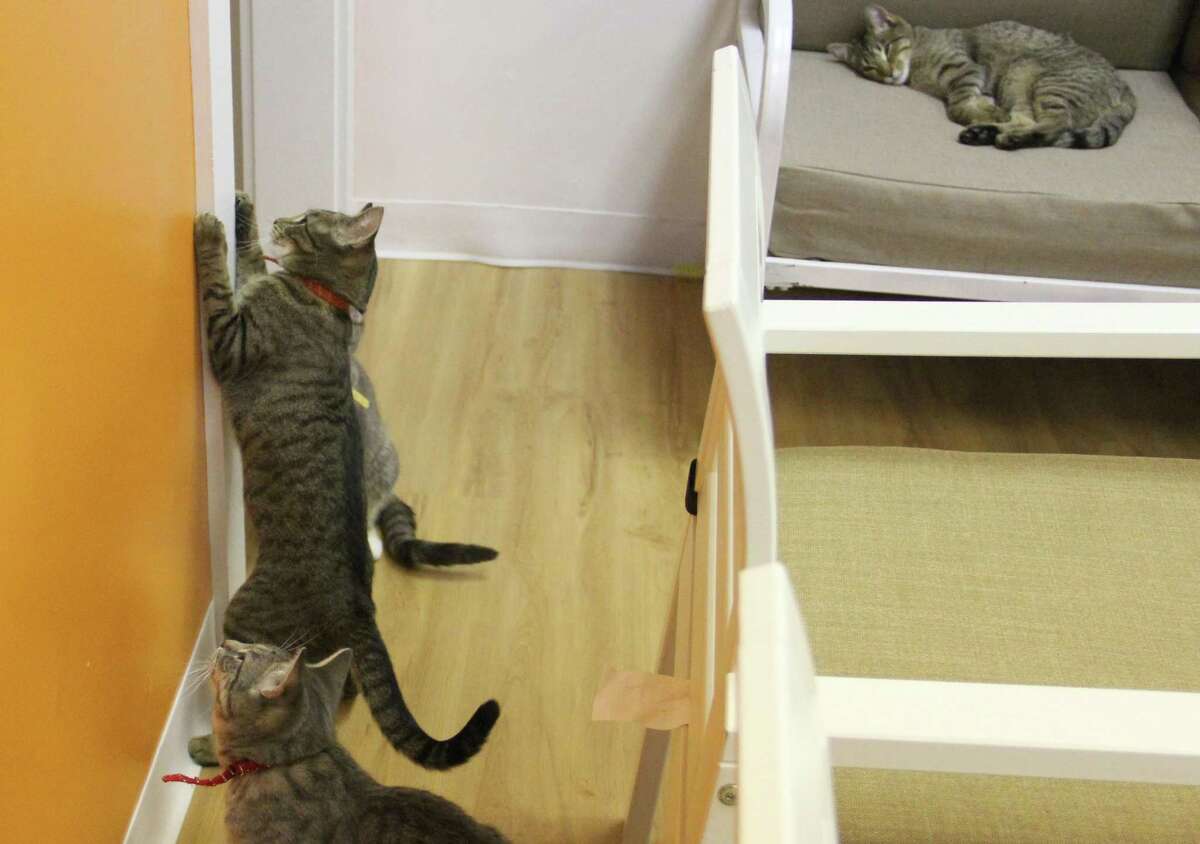 Cat cafe opens in New Haven’s Westville neighbhorhood