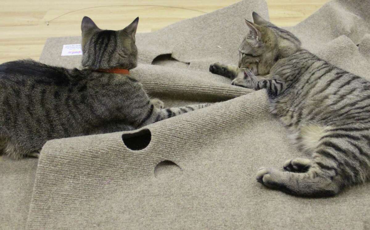 Cat cafe opens in New Haven’s Westville neighbhorhood