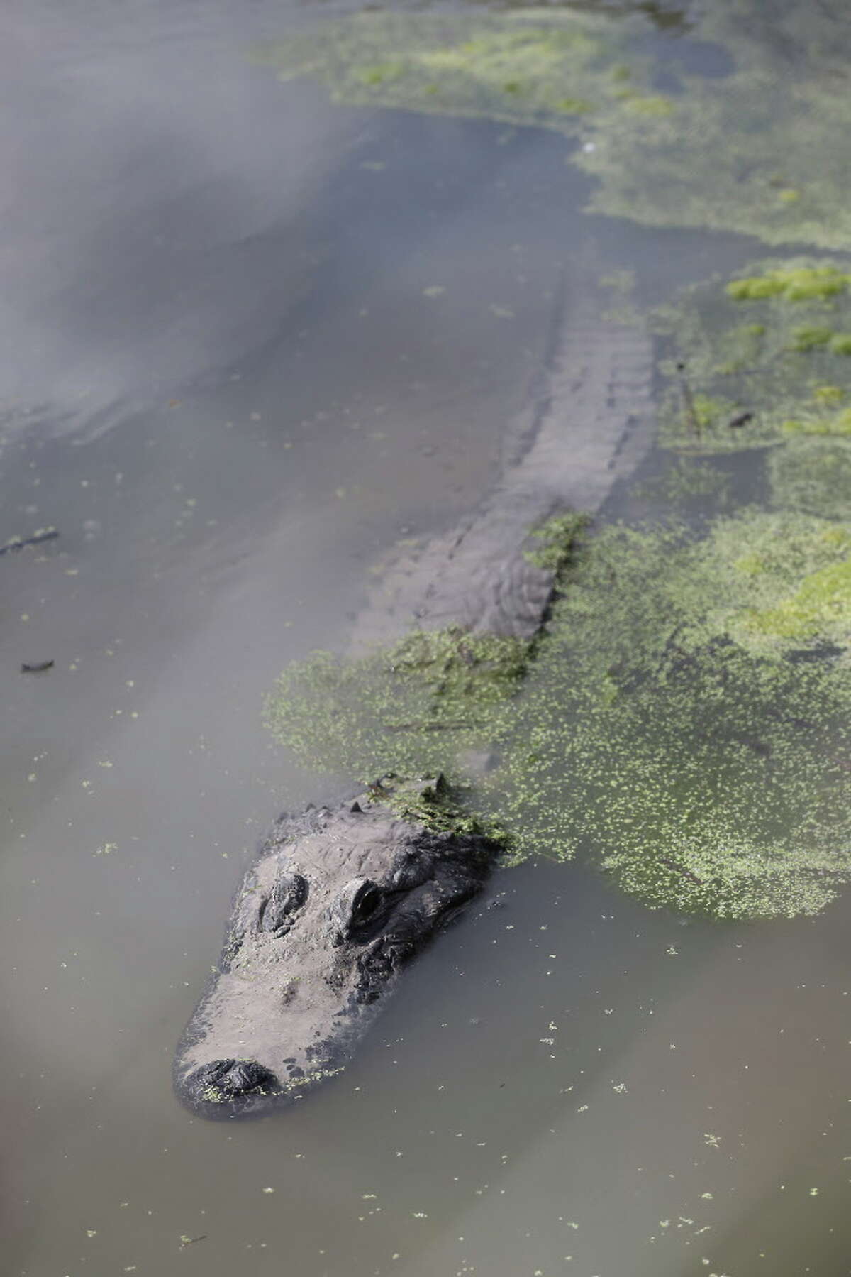 The story behind the Houston-area man who built his own zoo with rhinos ...