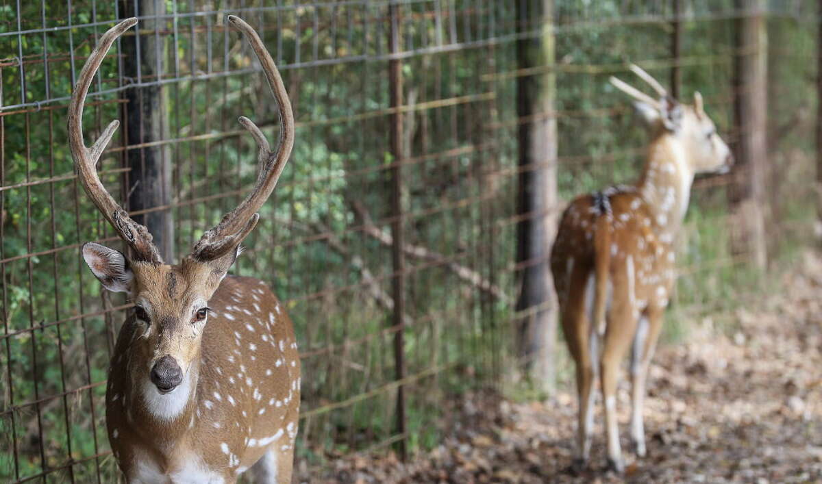 The story behind the Houston-area man who built his own zoo with rhinos ...