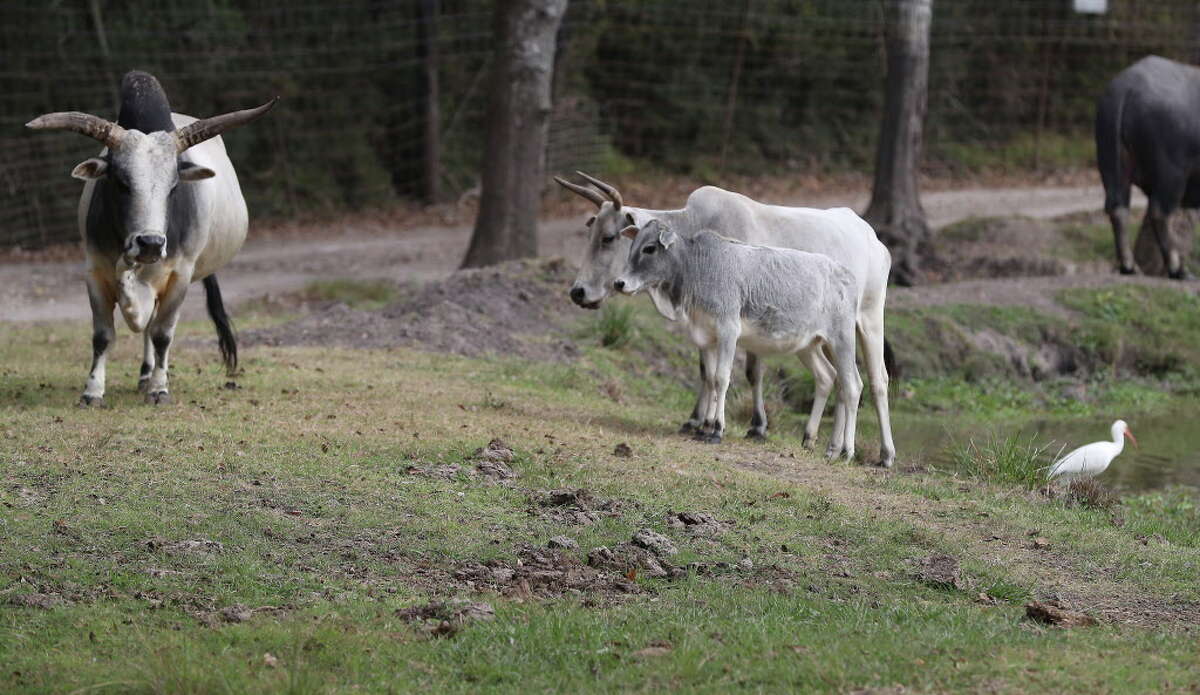 The story behind the Houston-area man who built his own zoo with rhinos ...