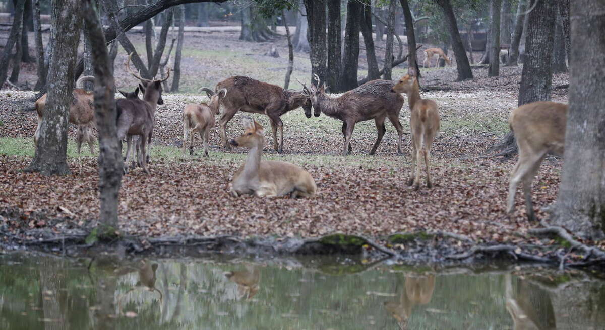 The story behind the Houston-area man who built his own zoo with rhinos ...
