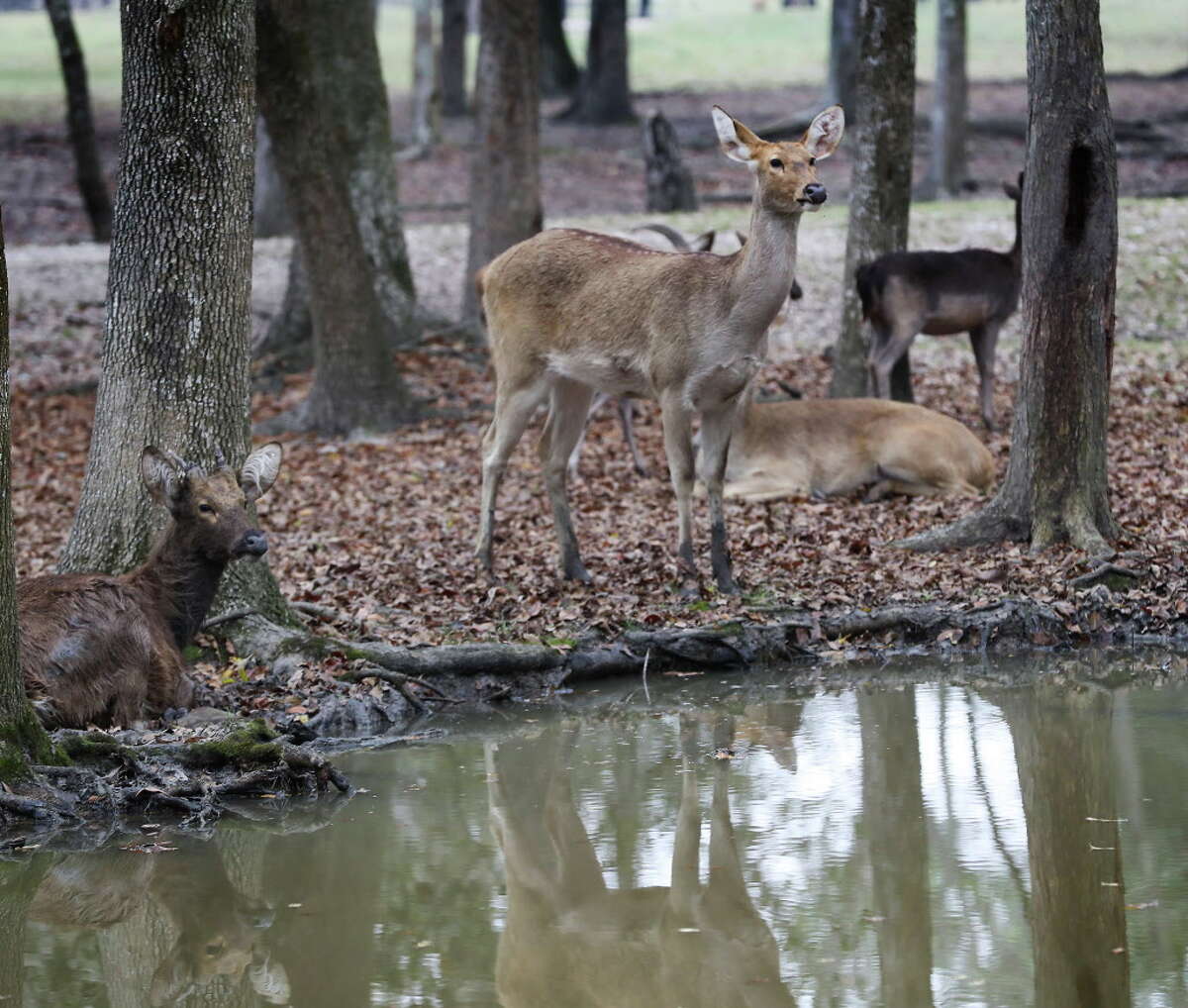 The story behind the Houston-area man who built his own zoo with rhinos ...