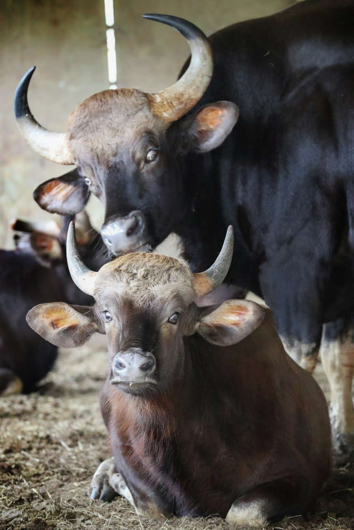 The story behind the Houston-area man who built his own zoo with rhinos ...
