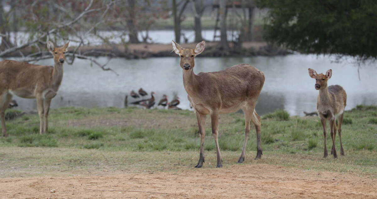 The story behind the Houston-area man who built his own zoo with rhinos ...