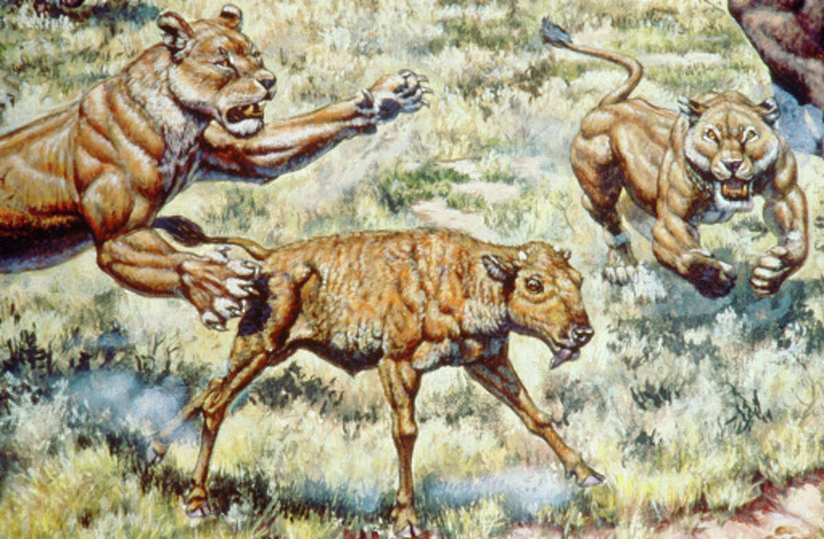 Which extinct Bay Area beasts should scientists bring back with CRISPR?