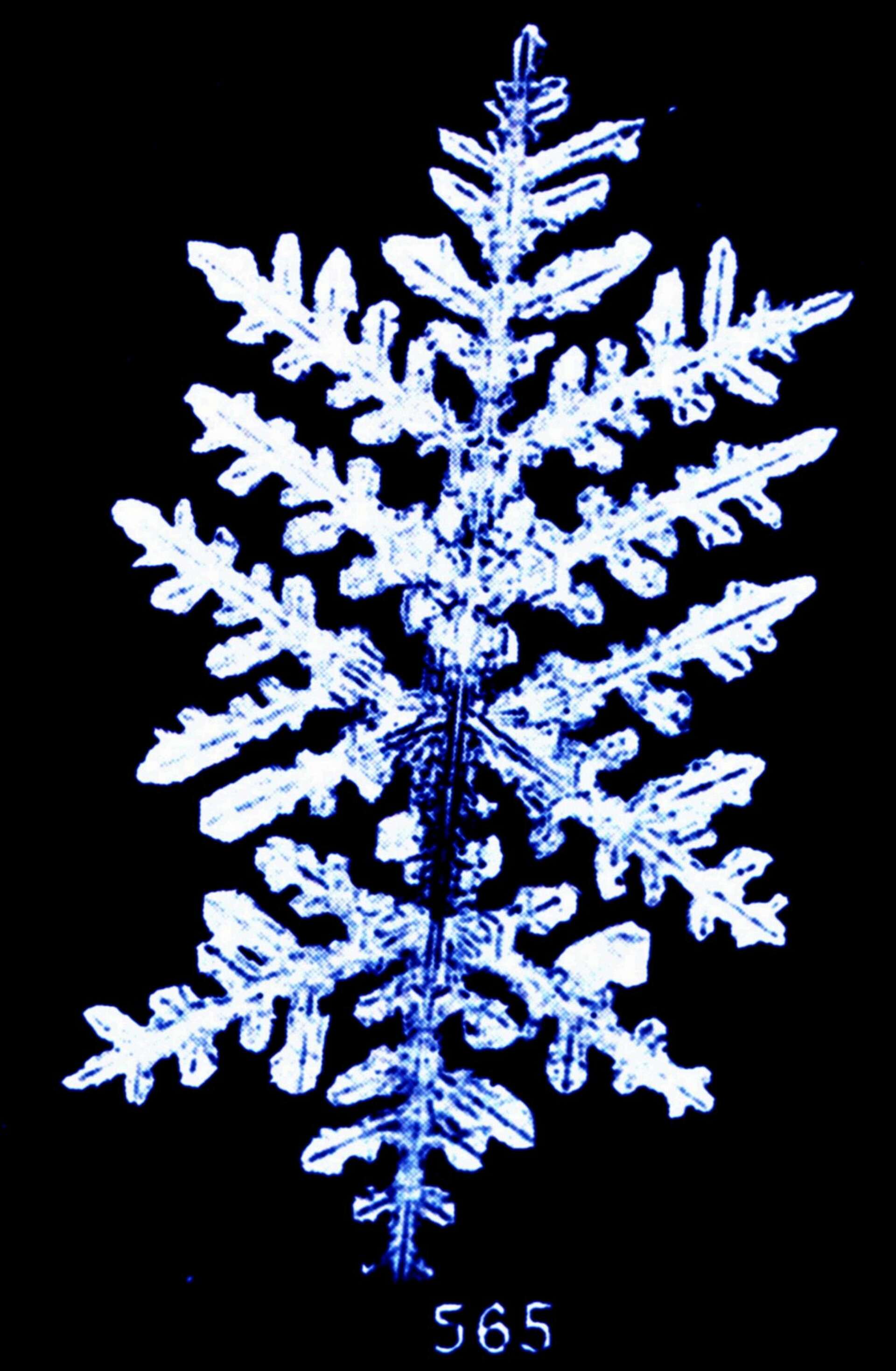 How a pioneer snowflake photographer captured photos before modern ...