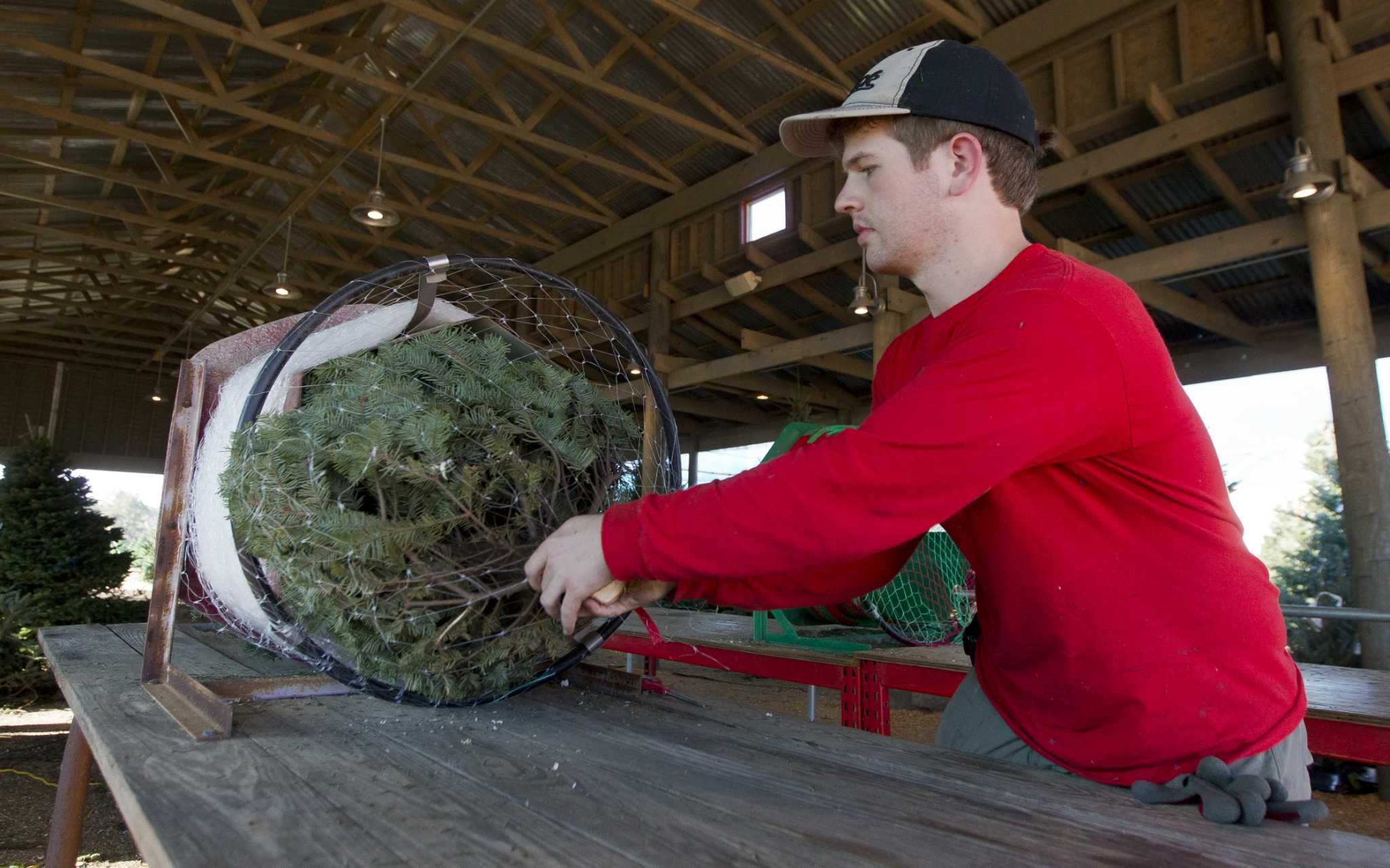 Cutting the Christmas tree is a big part of holiday tradition that ...