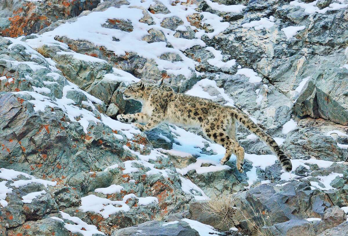 Quest for the Gray Ghost: Tracking the snow leopard in Ladakh
