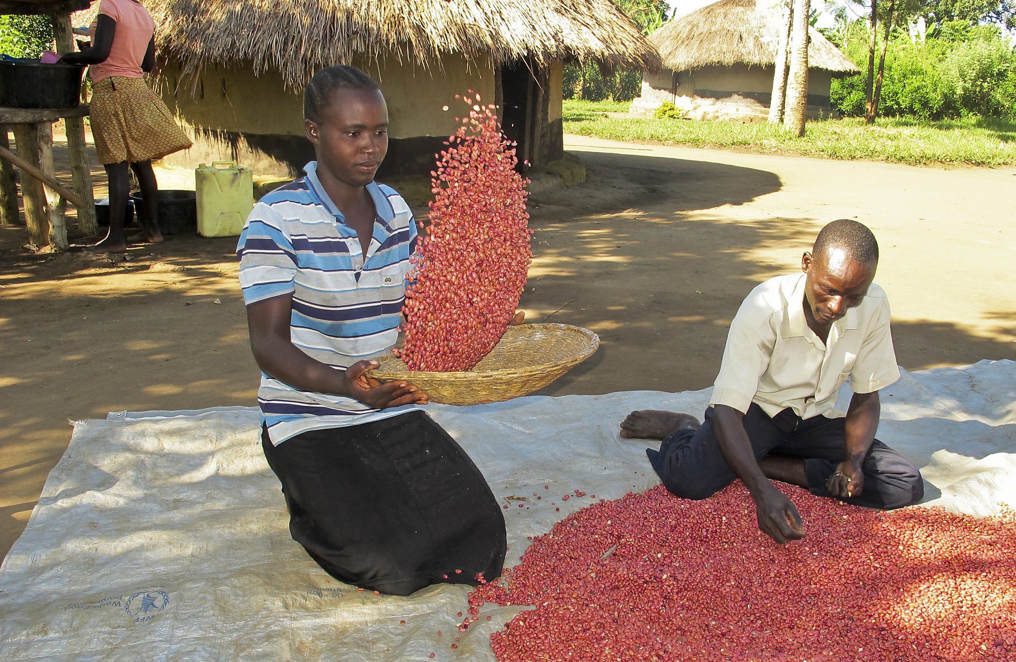 ‘Super beans’ seen as easing rising hunger in Africa