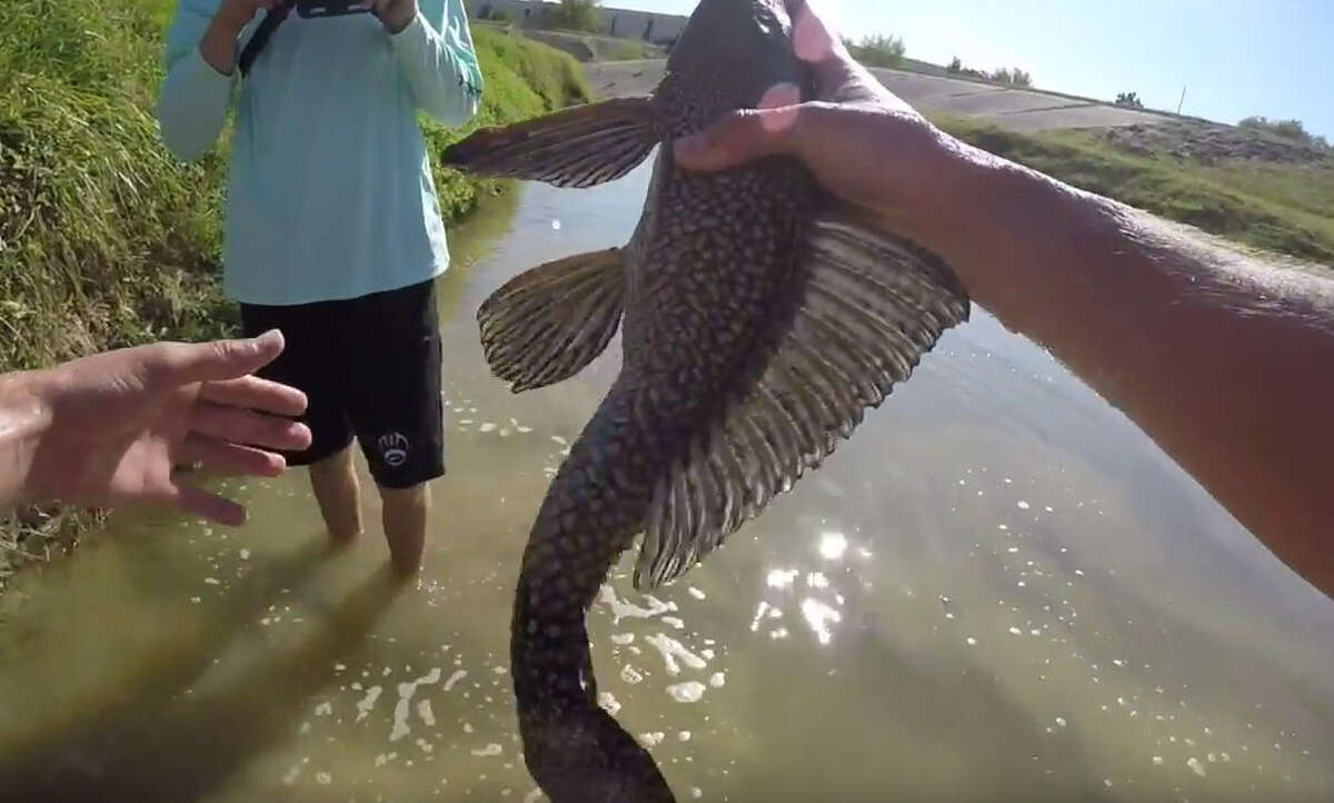Texas' 'Fish Whisperer' finds plecostomus in a Houston creek