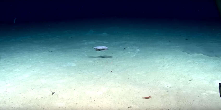 Mysterious 'Nessie'-like sea creature washes up on beach - SFGate