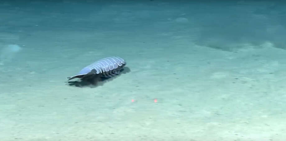 Mysterious 'Nessie'-like sea creature washes up on beach - SFGate