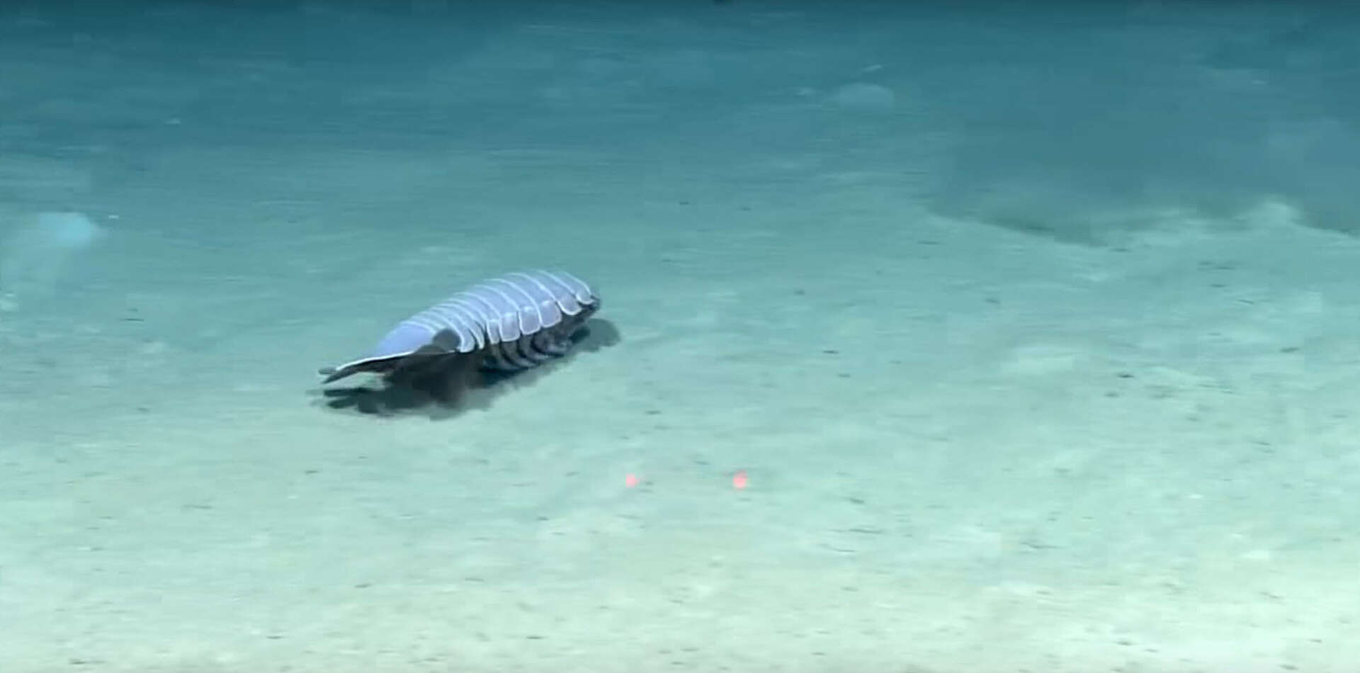 Creepy giant cockroach of the sea found on the floor of the Gulf of Mexico