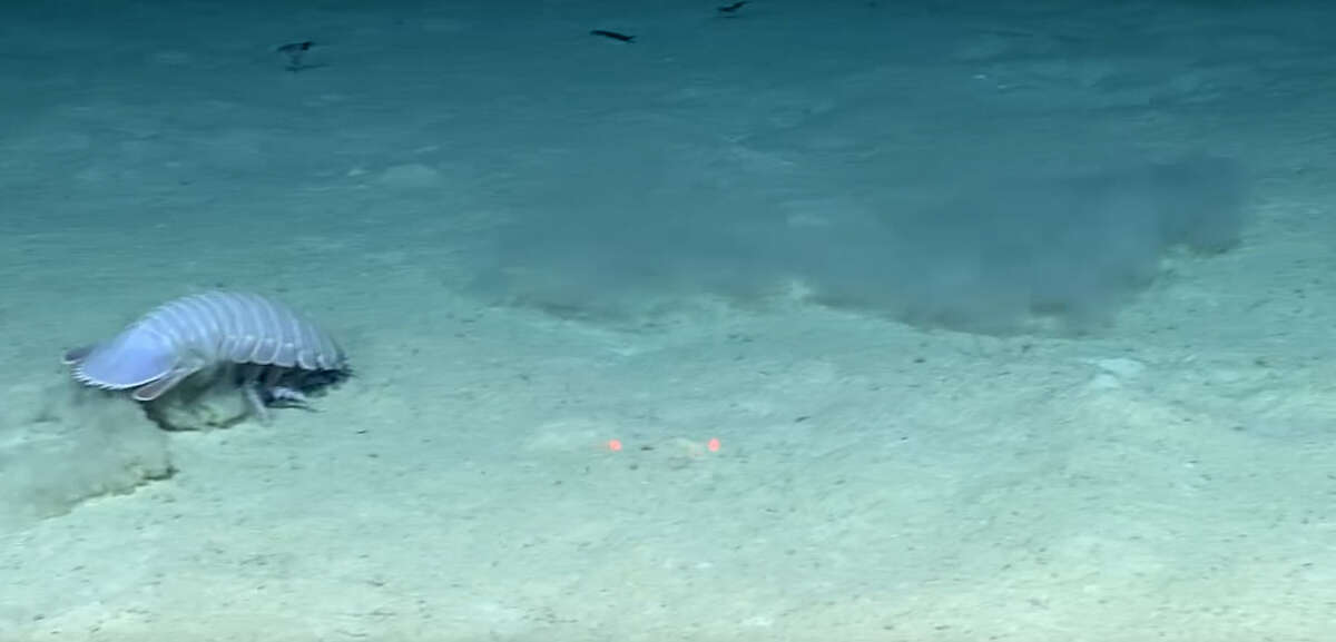 Mysterious 'Nessie'-like sea creature washes up on beach