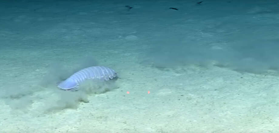 Mysterious 'Nessie'-like sea creature washes up on beach - SFGate