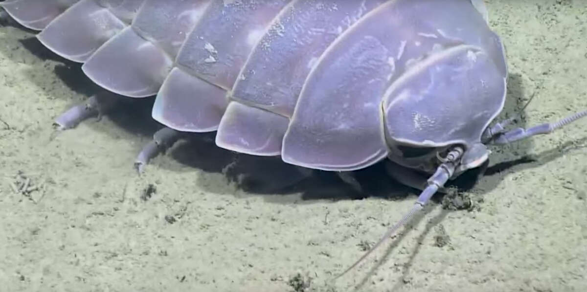 Mysterious 'Nessie'-like sea creature washes up on beach