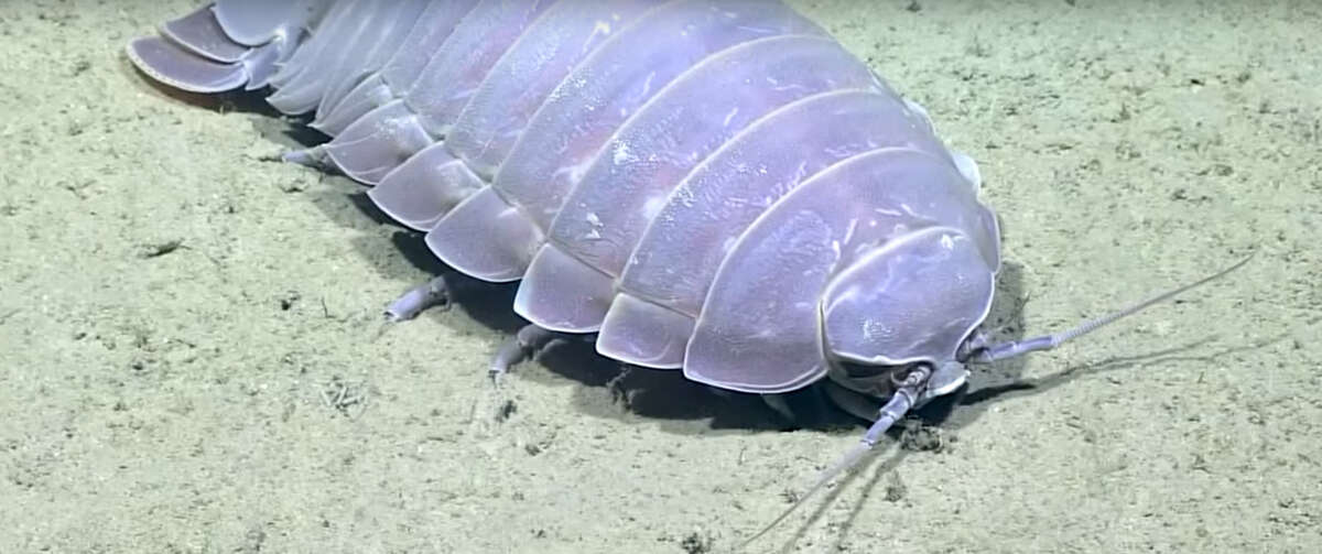 Mysterious 'Nessie'-like sea creature washes up on beach