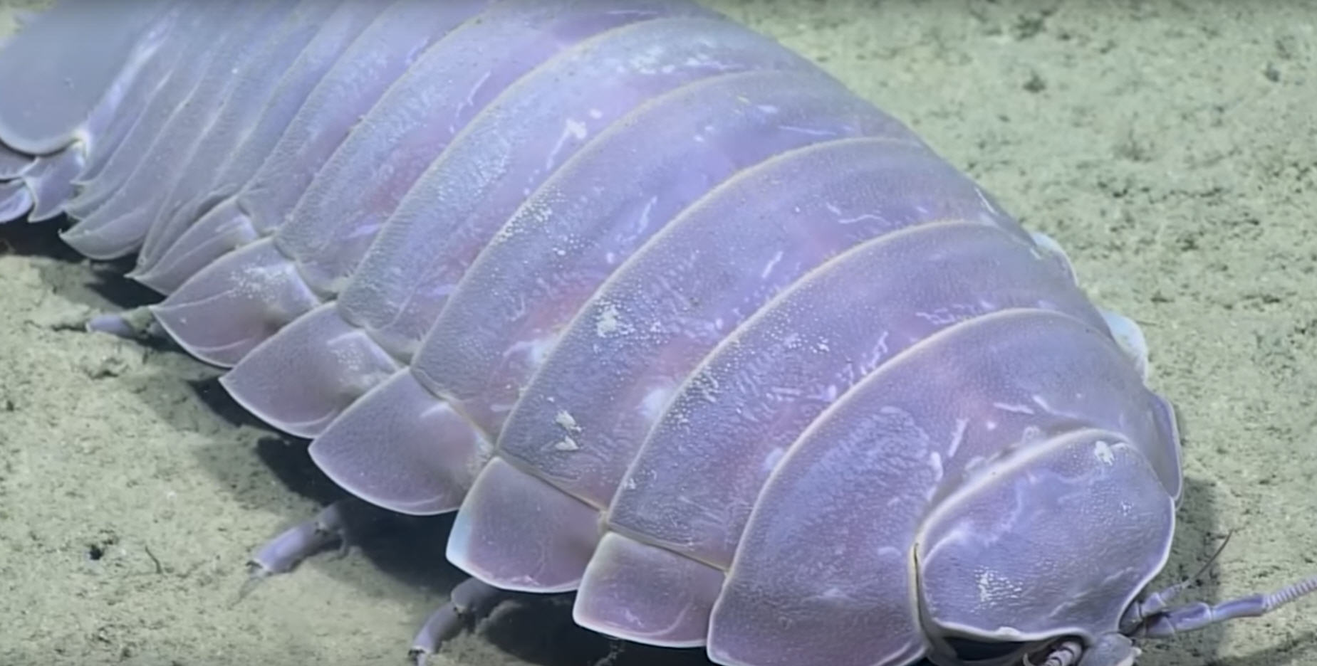 Giant Sea Cockroach