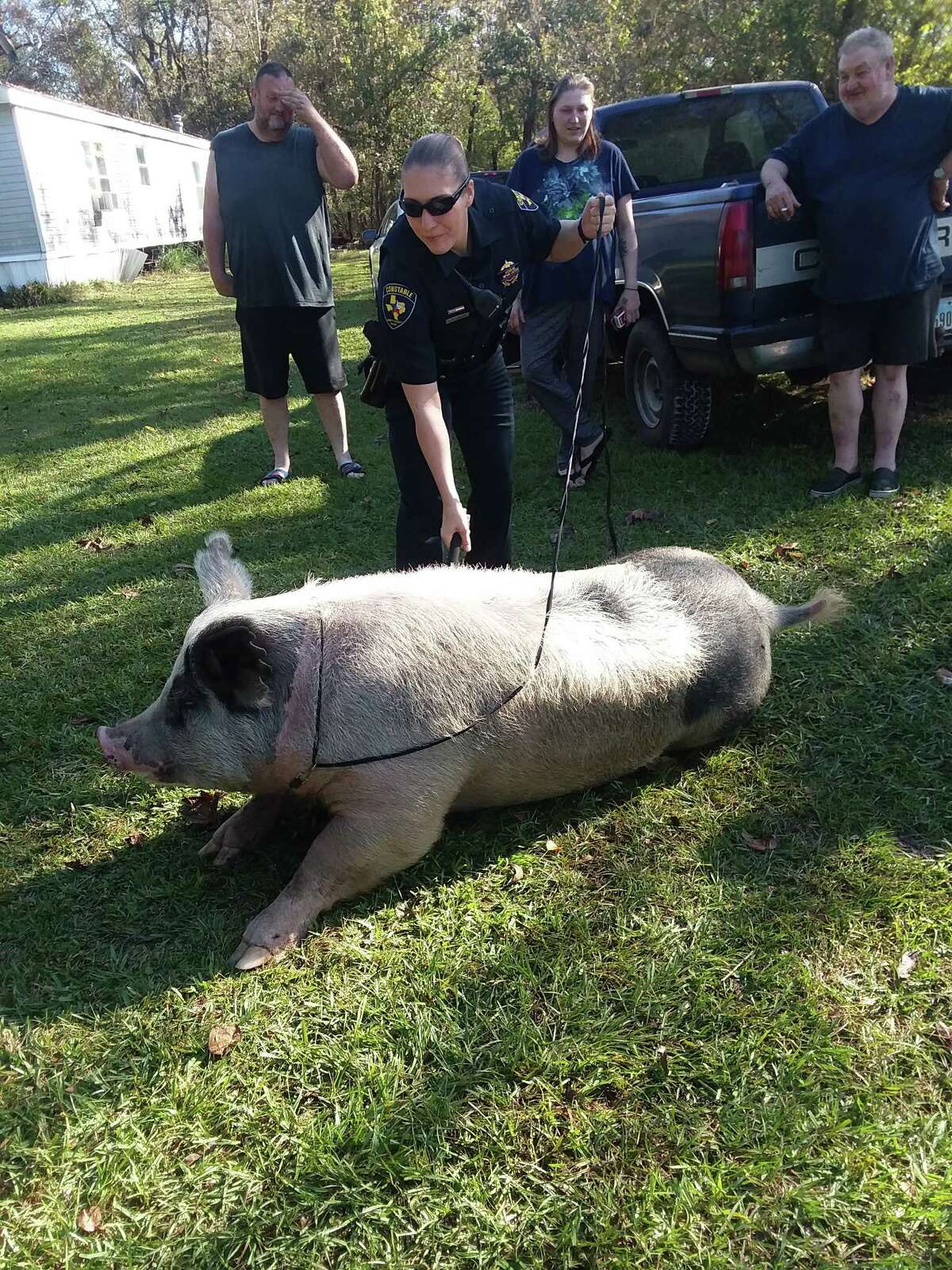 Police sharing pig tale about escaped hog in Dayton