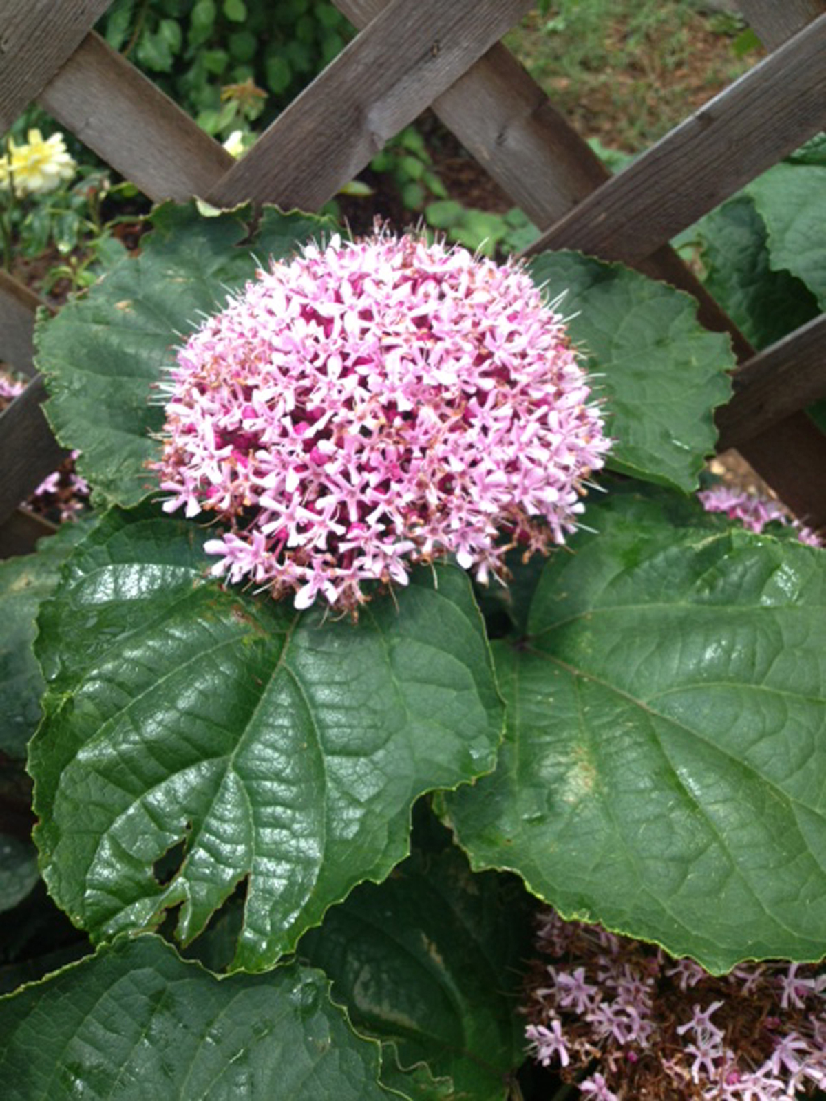 It may smell a bit funny, but it's lovely