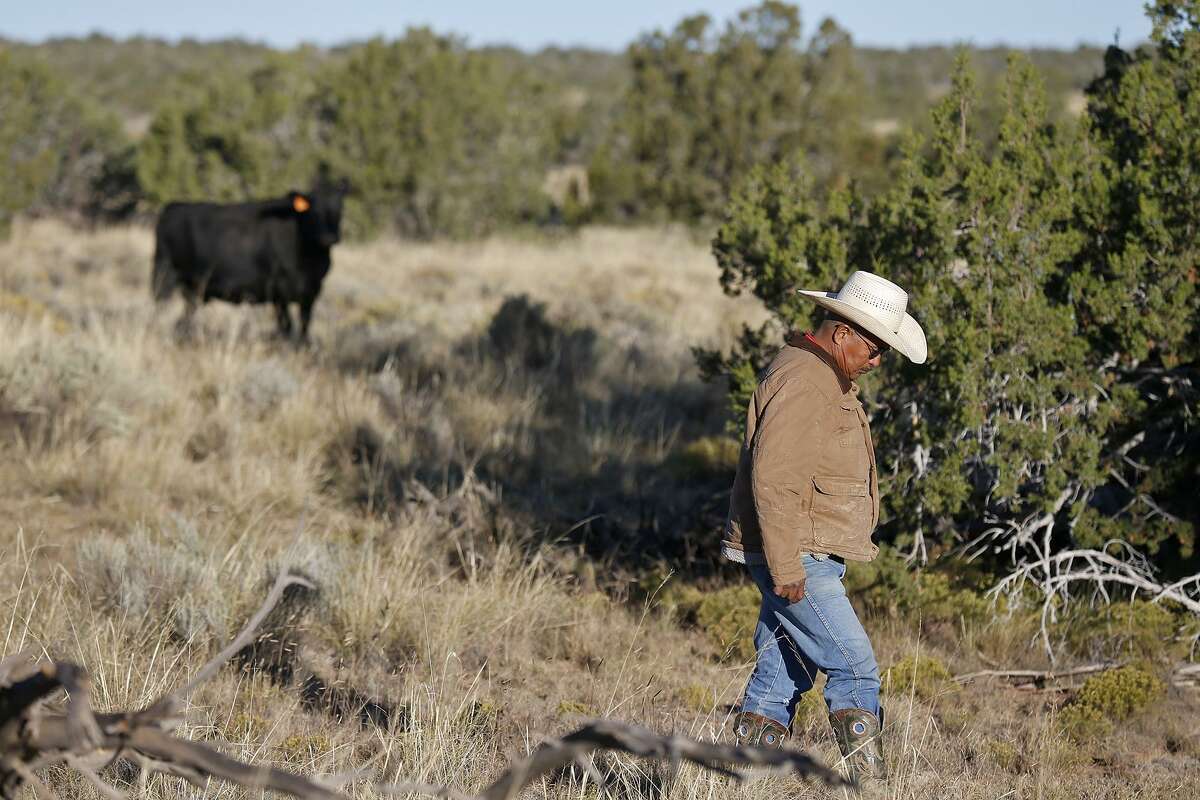 Labatt’s Navajo Beef label facing challenge as wild horses eat up ranch ...