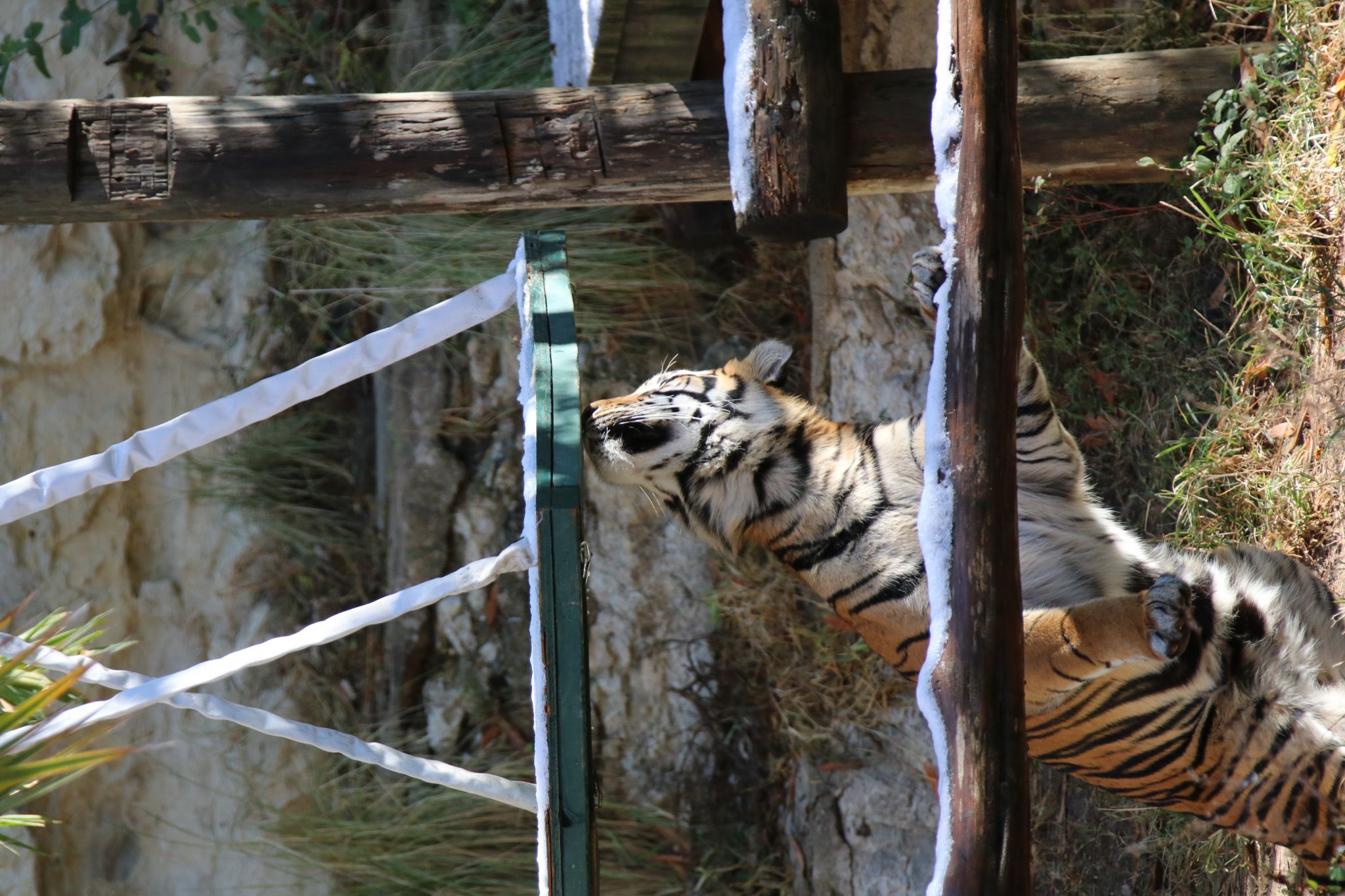San Antonio Zoo closed Wednesday due to weather