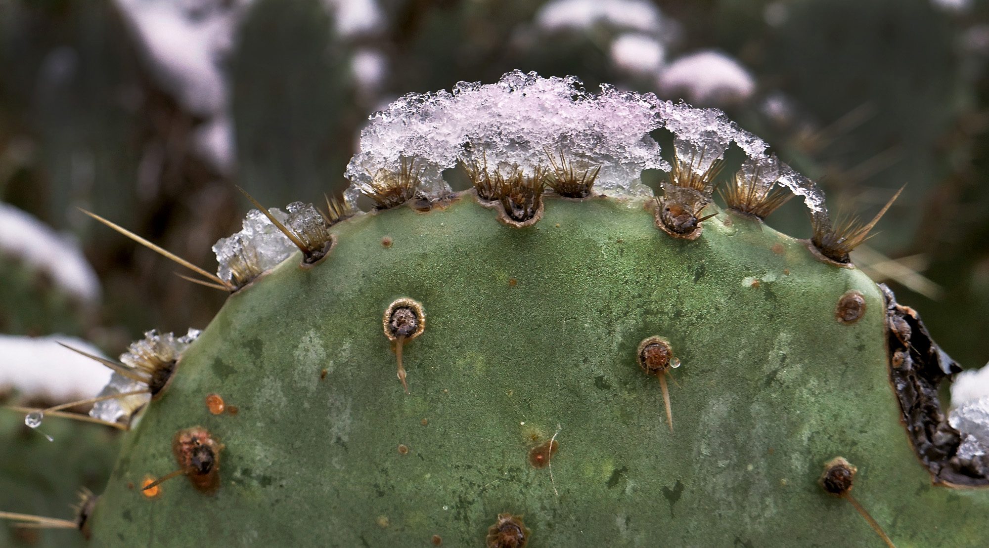 Photos: LMT photogs capture images of Laredo's rare snowfall