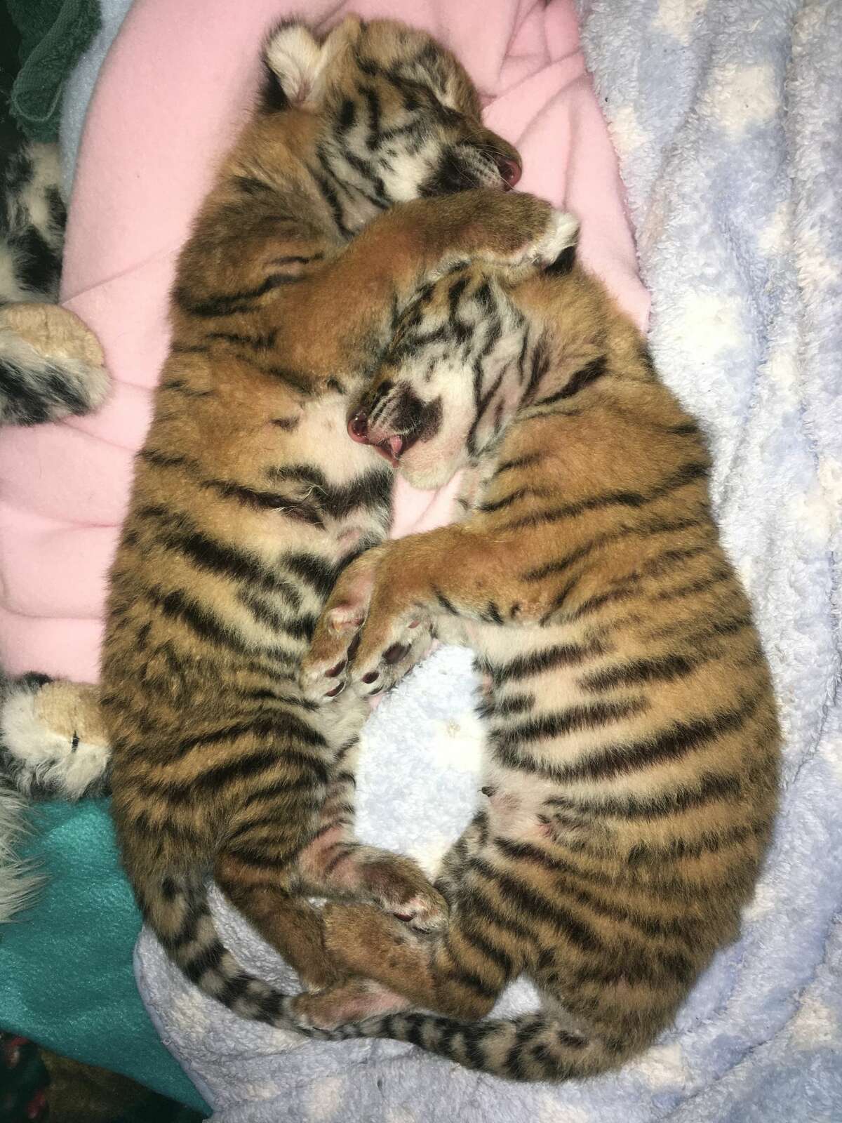 Baby tiger cubs get media showing at Beardsley Zoo