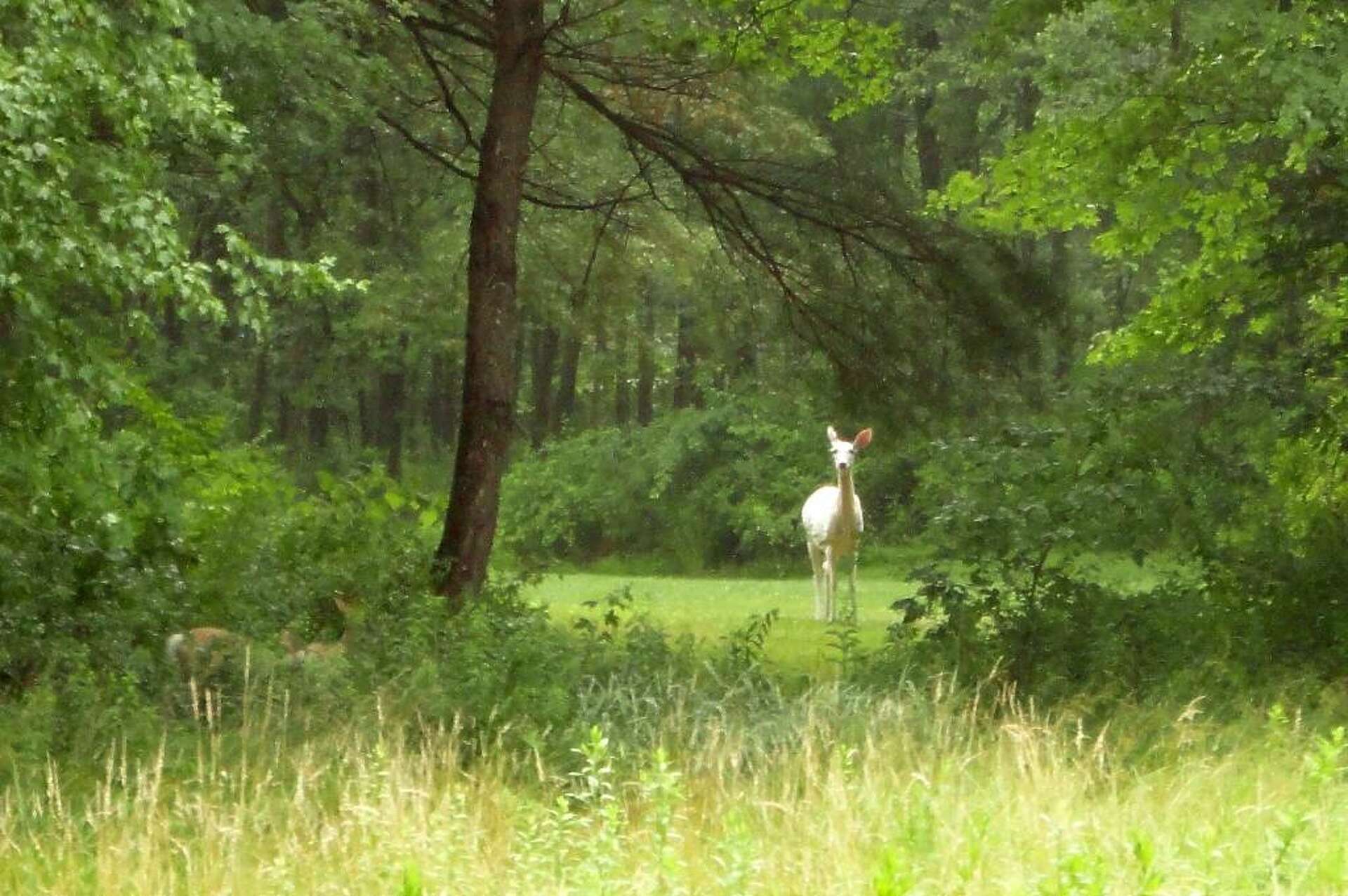 Albino deer sighting a rare find