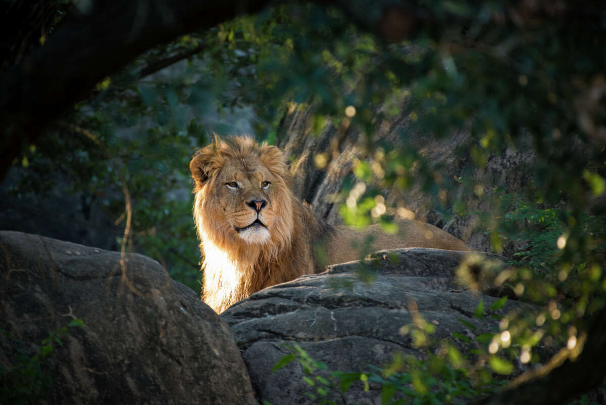 The Houston Zoo got an early Christmas gift: A new lion
