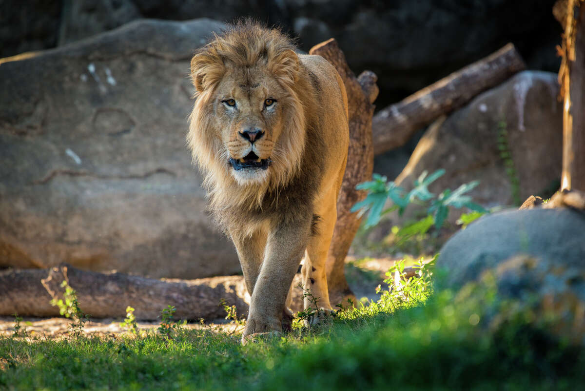 The Houston Zoo got an early Christmas gift: A new lion
