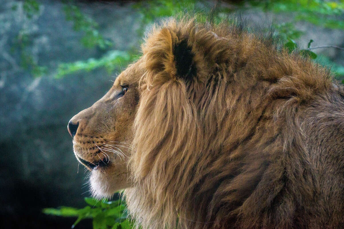 The Houston Zoo got an early Christmas gift: A new lion