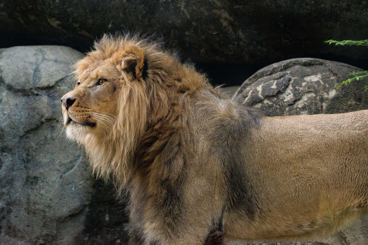 The Houston Zoo got an early Christmas gift: A new lion
