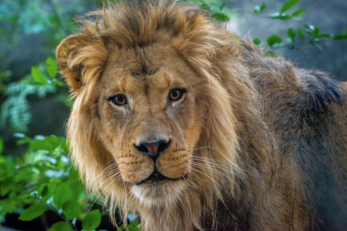 The Houston Zoo got an early Christmas gift: A new lion