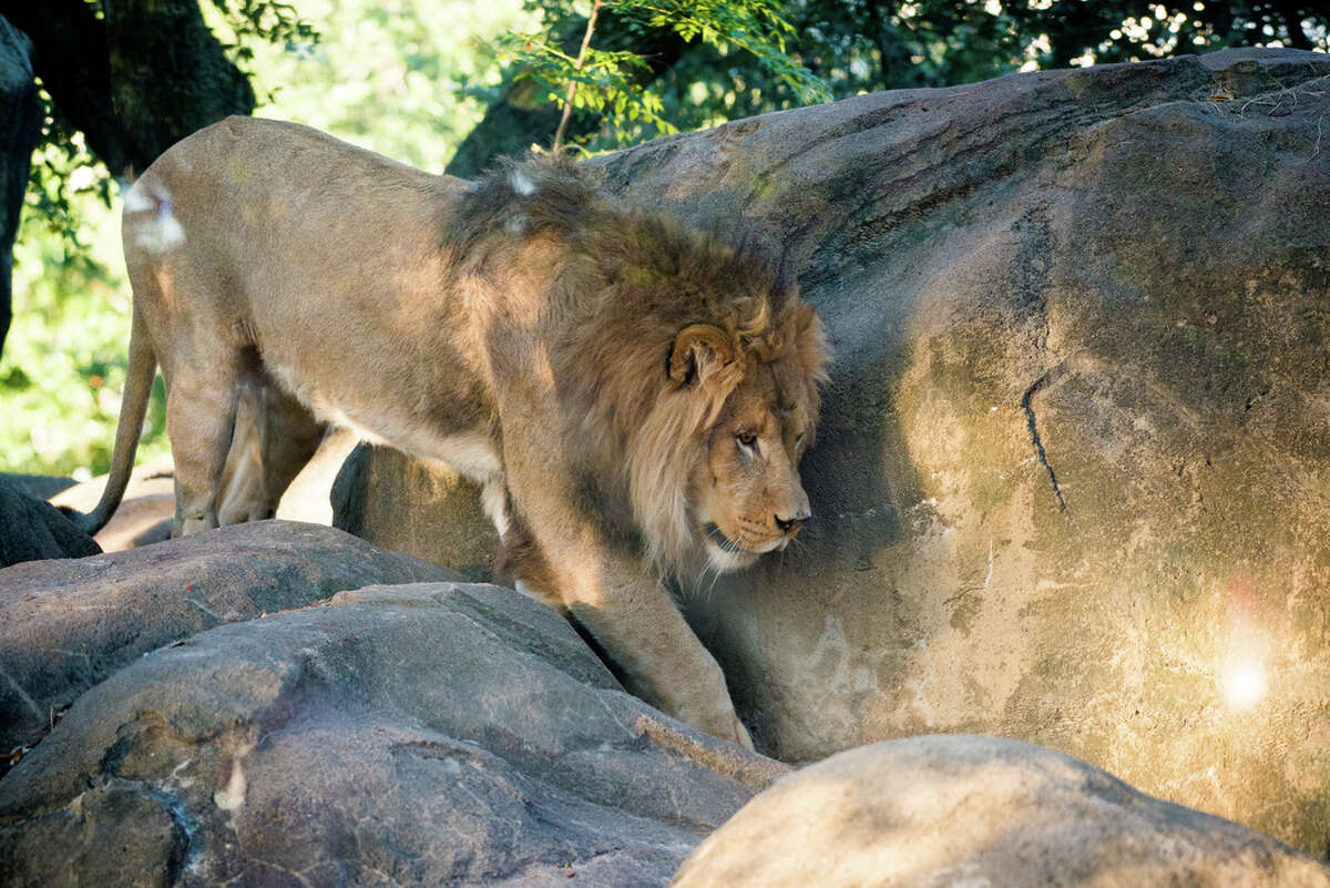 The Houston Zoo got an early Christmas gift: A new lion