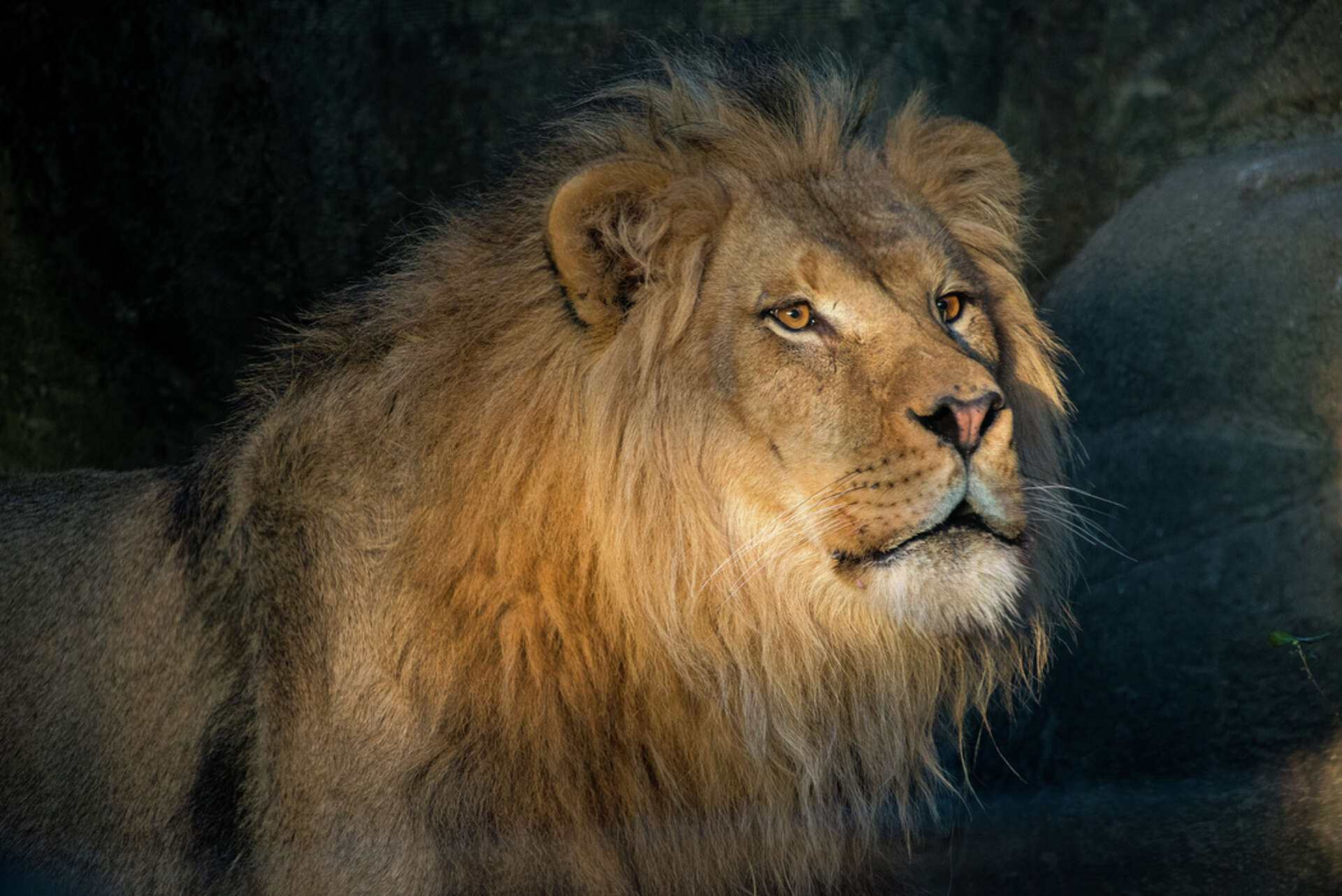 The Houston Zoo got an early Christmas gift: A new lion
