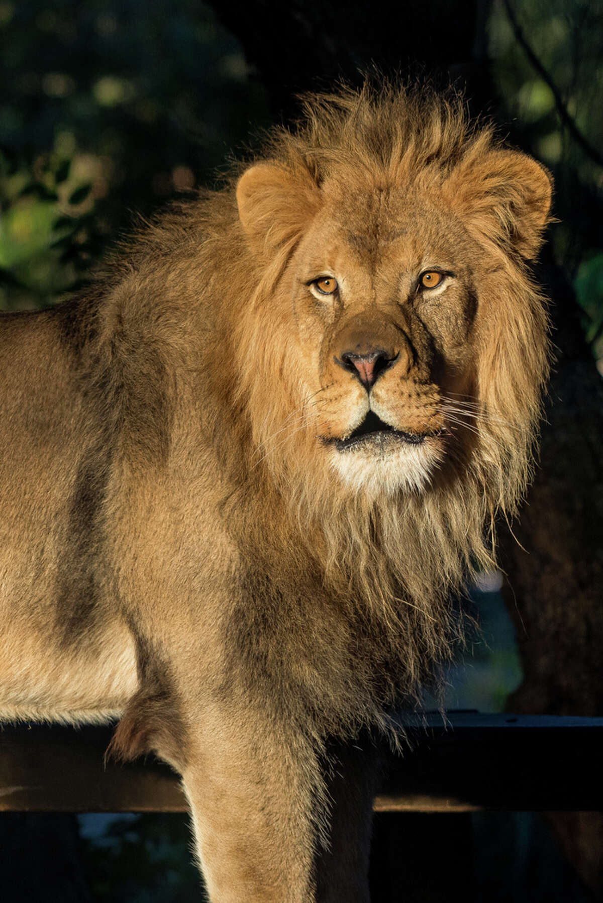 The Houston Zoo got an early Christmas gift: A new lion