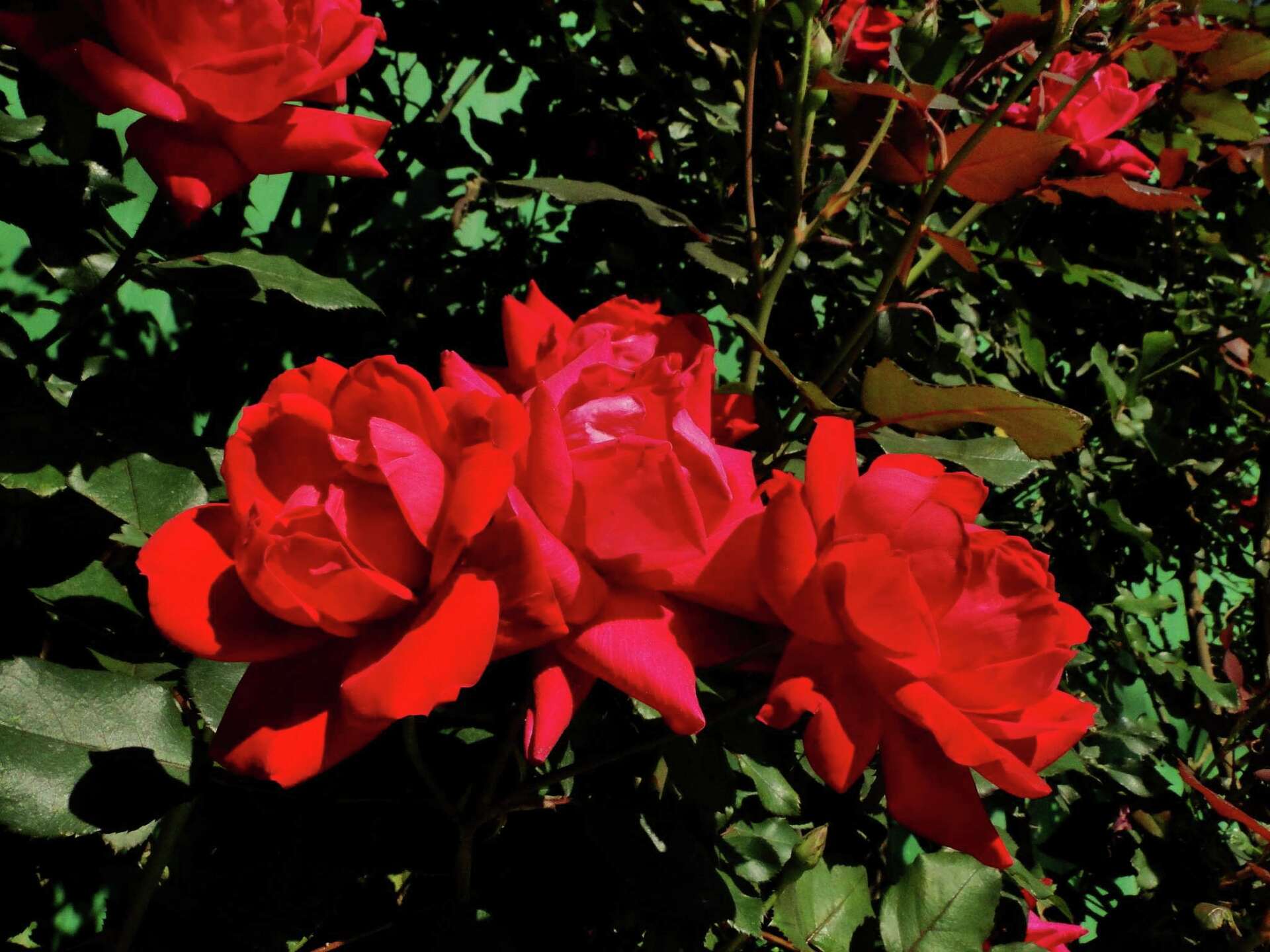 Roses face a huge threat from teeny mite