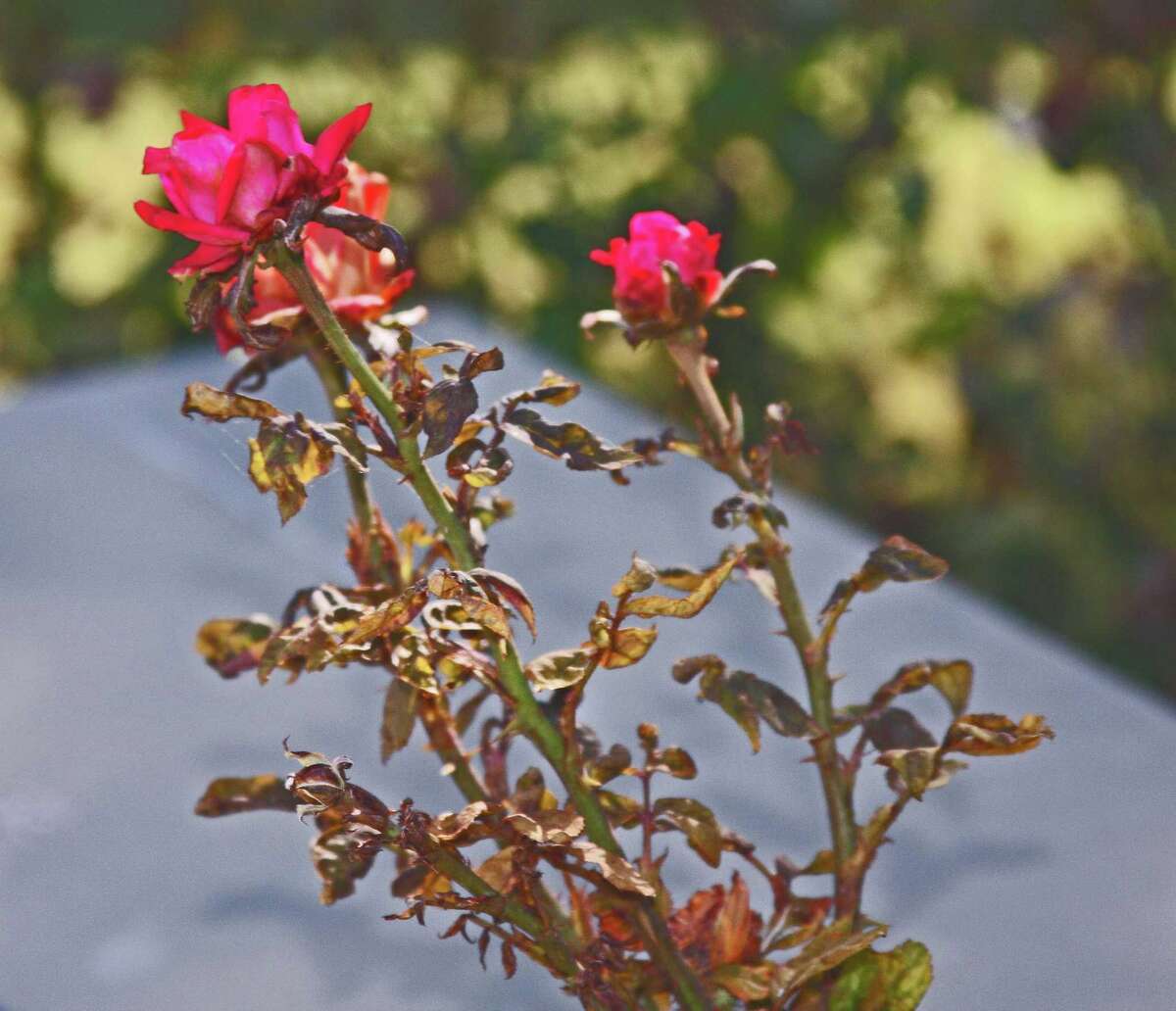 Roses face a huge threat from teeny mite
