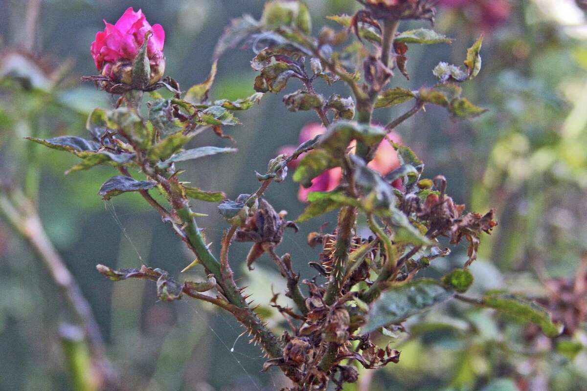 Roses face a huge threat from teeny mite - ExpressNews.com