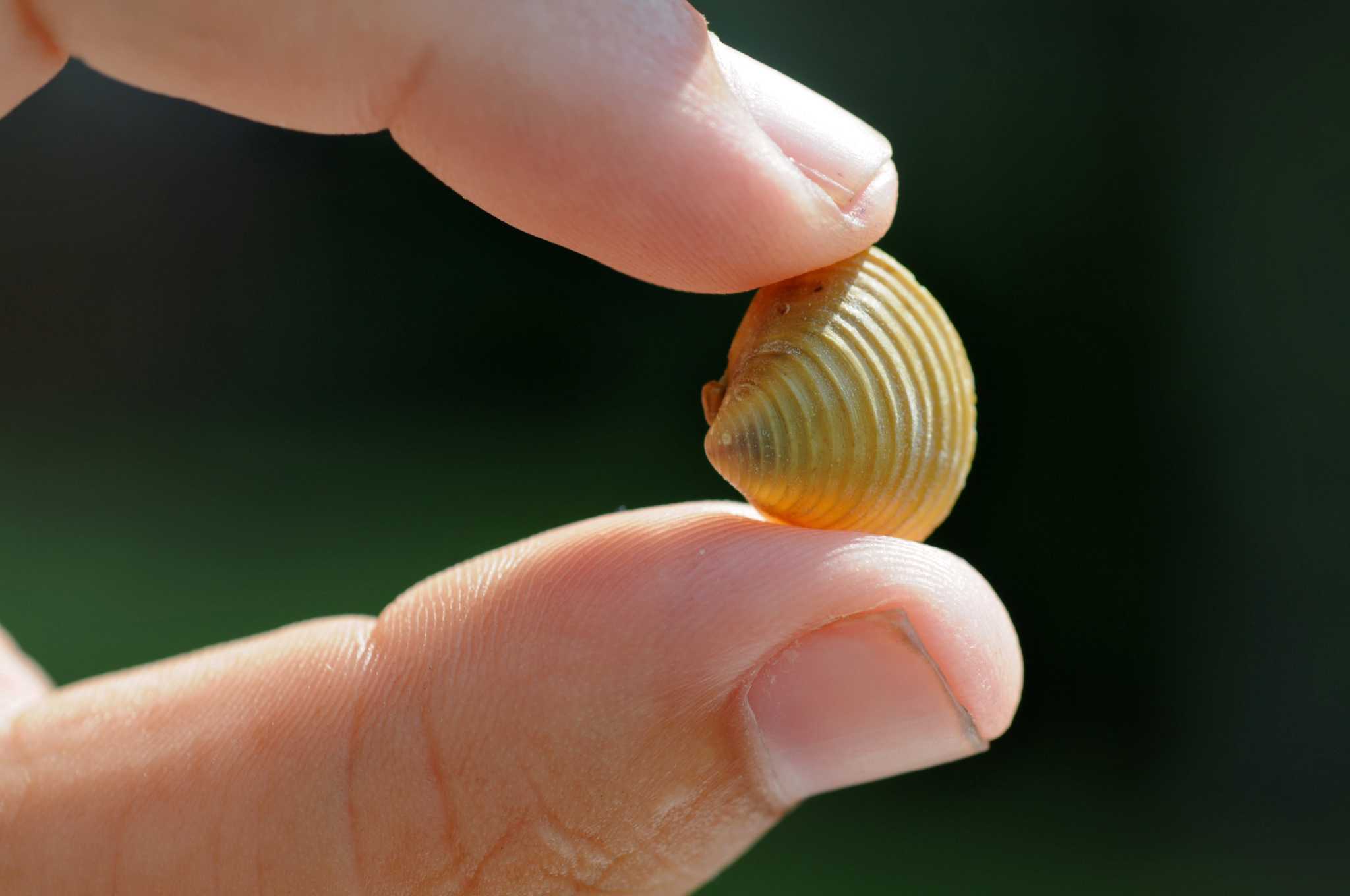 Invasive clam expands territory in Lake George