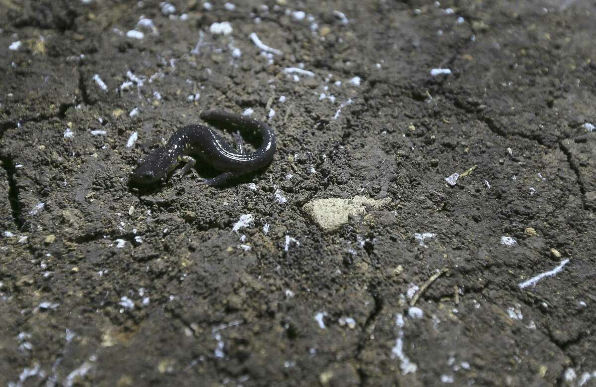 Friesenhahn Cave just outside S.A. yielded treasure trove of Ice Age ...