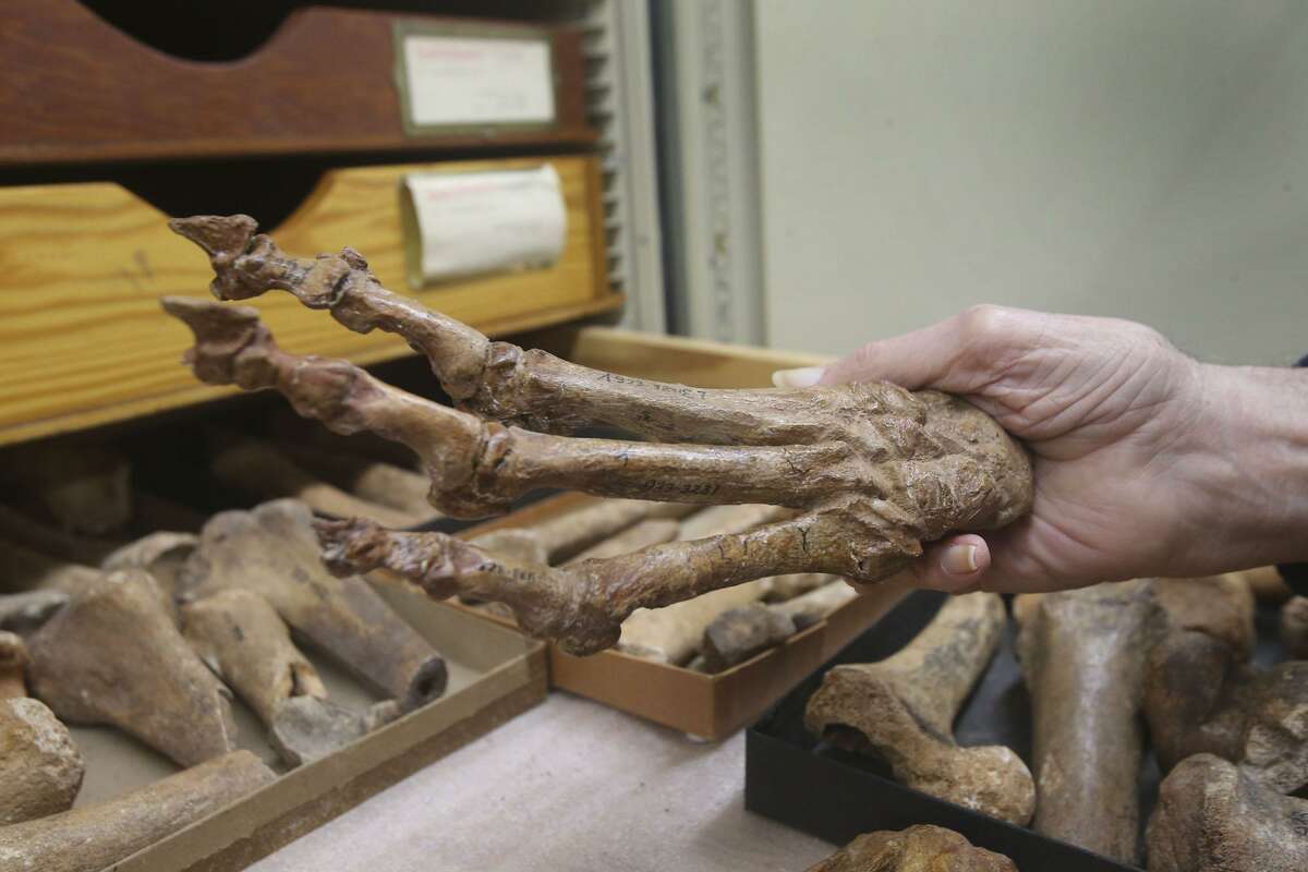 Friesenhahn Cave just outside S.A. yielded treasure trove of Ice Age ...