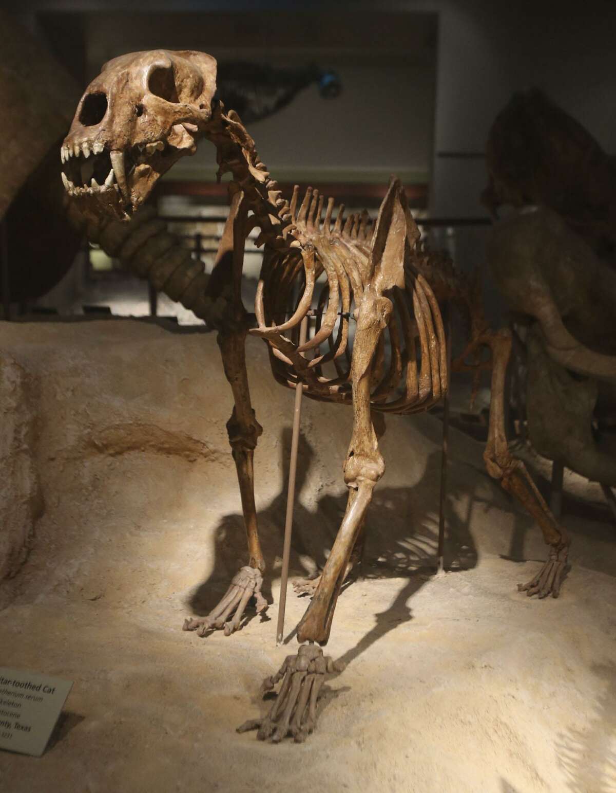 Friesenhahn Cave just outside S.A. yielded treasure trove of Ice Age ...