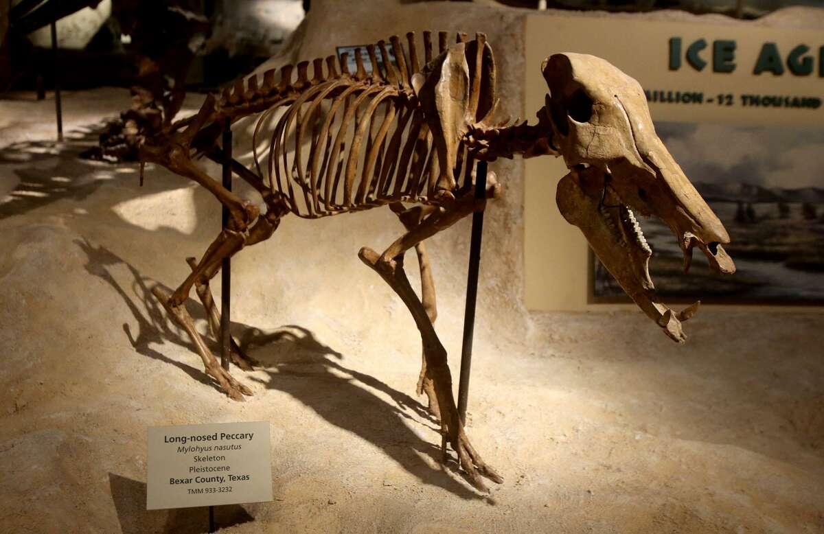 Friesenhahn Cave just outside S.A. yielded treasure trove of Ice Age ...