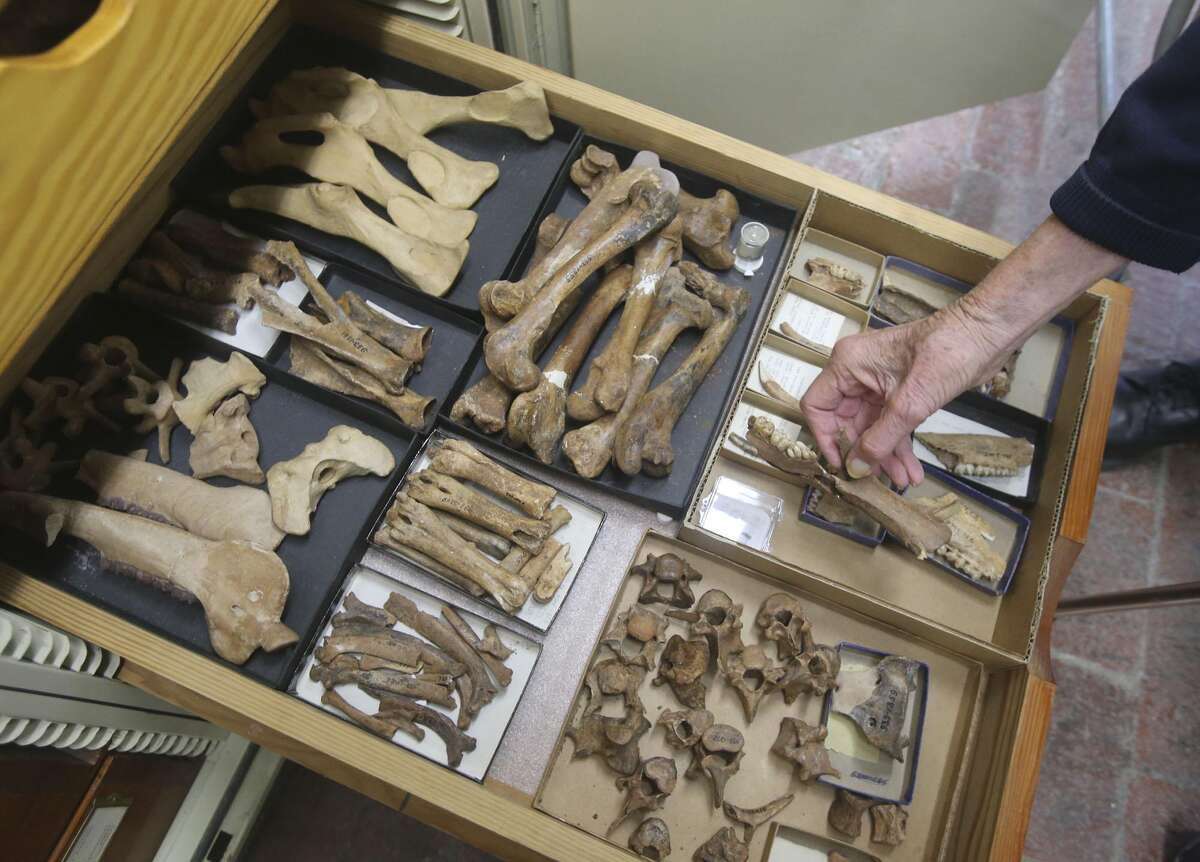 Friesenhahn Cave just outside S.A. yielded treasure trove of Ice Age ...