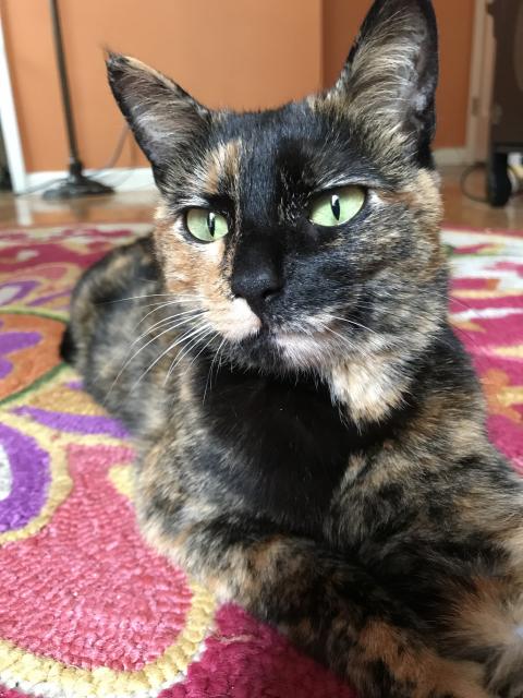 Inca the cat is in need of a home