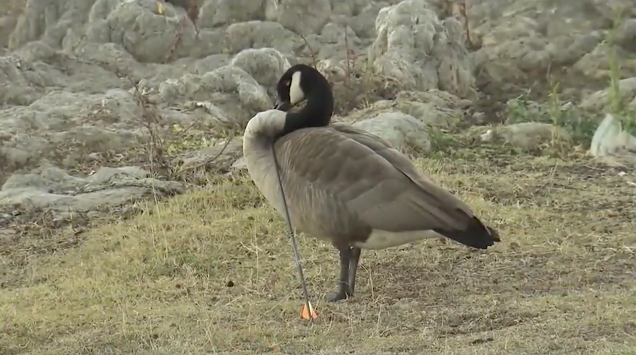 California goose hit with 2-foot arrow, still splashing around for ...